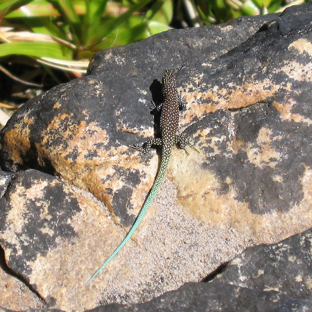 Pictures of Stephen Forder