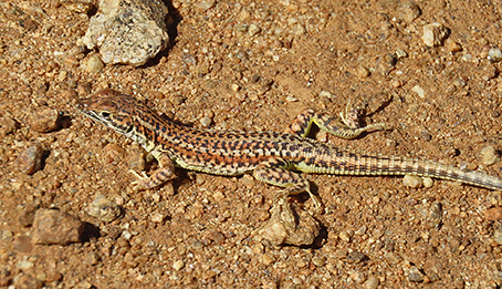 Meroles suborbitalis - “Wild” pictures