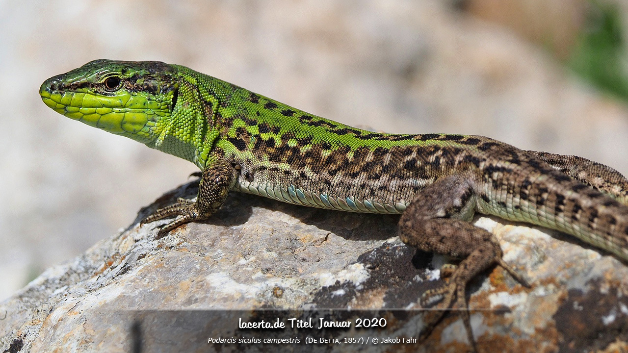 Home [www.lacerta.de]