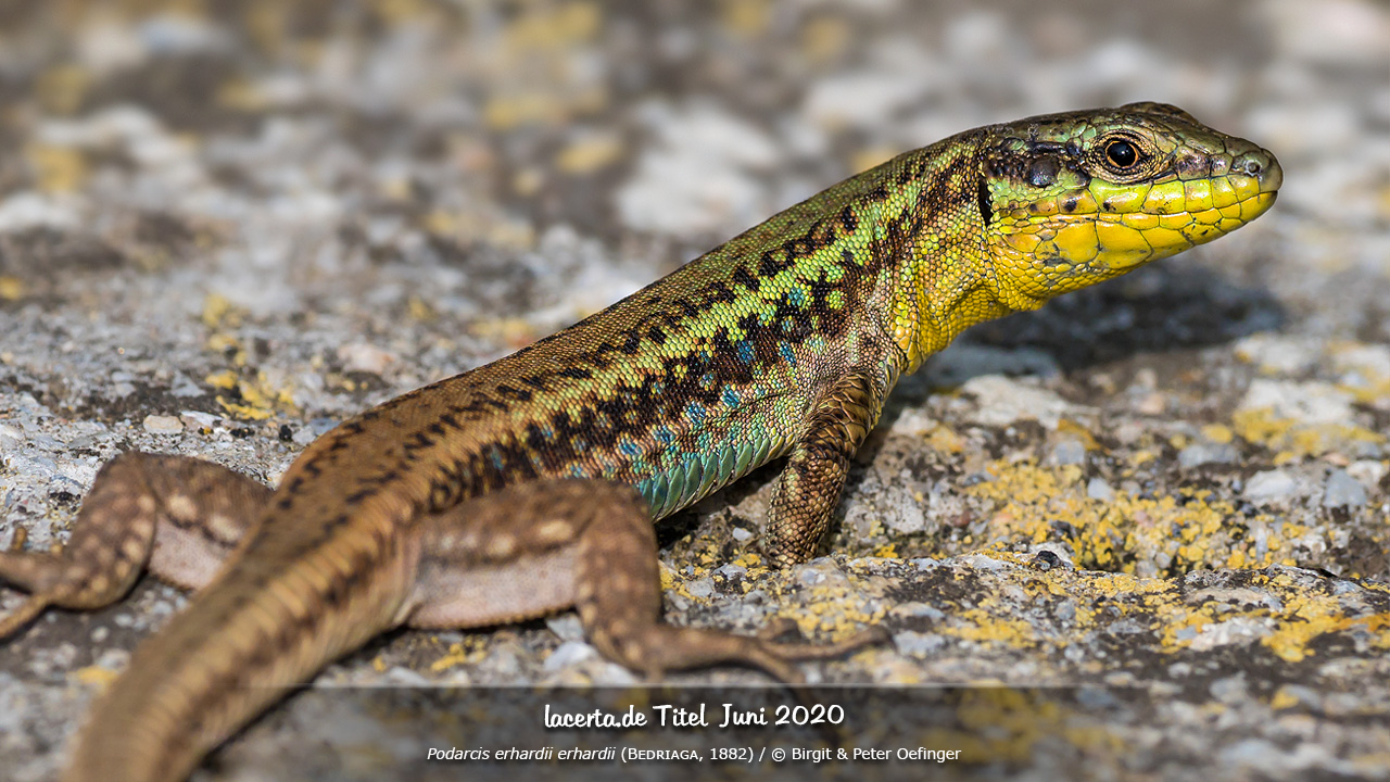 Home [www.lacerta.de]