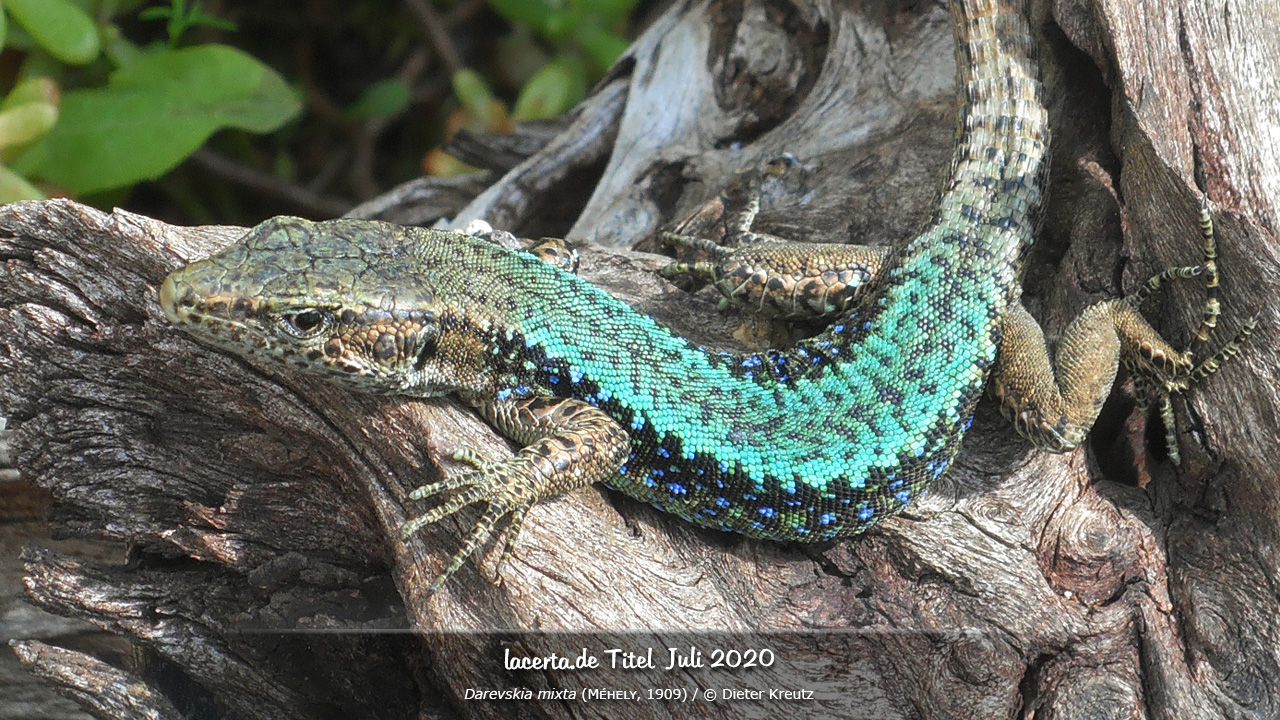 Home [www.lacerta.de]