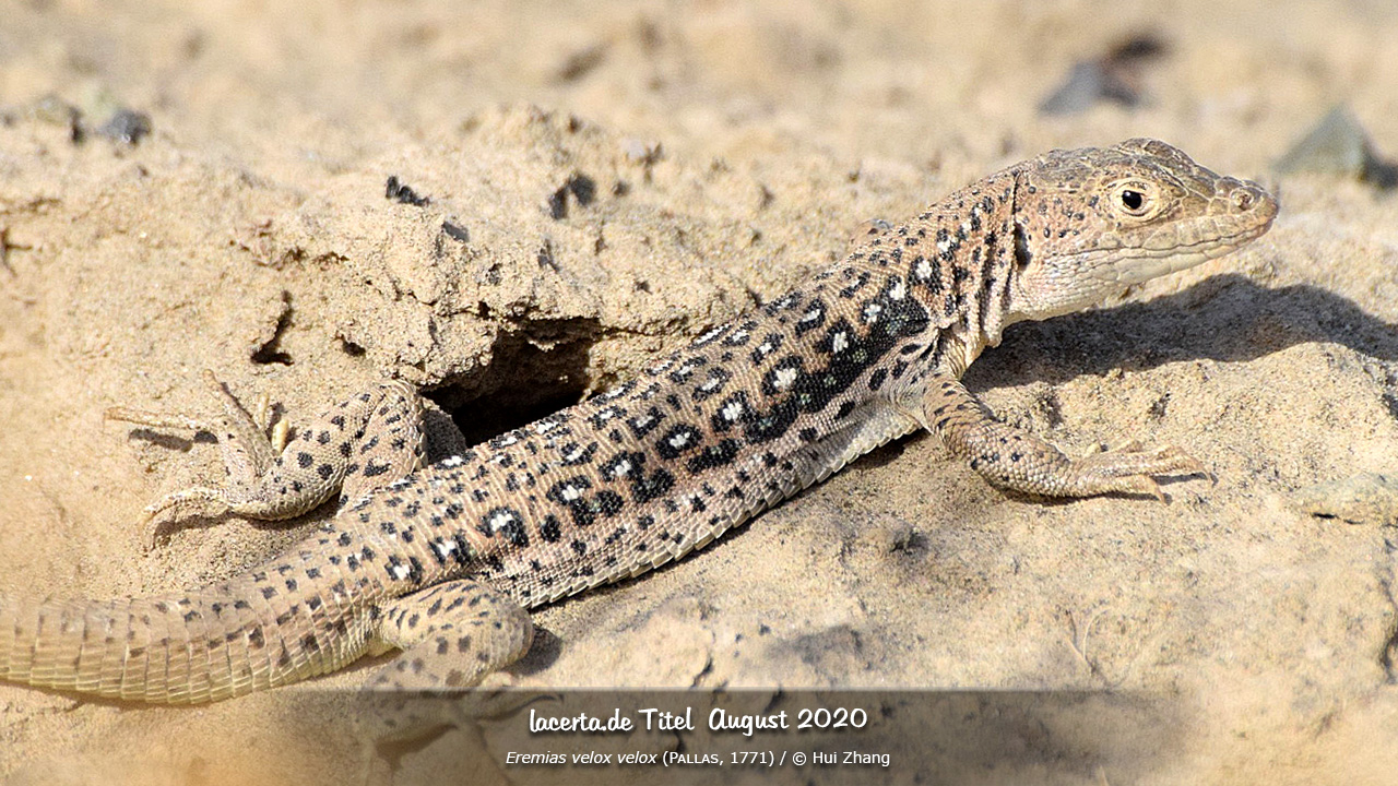 Home [www.lacerta.de]