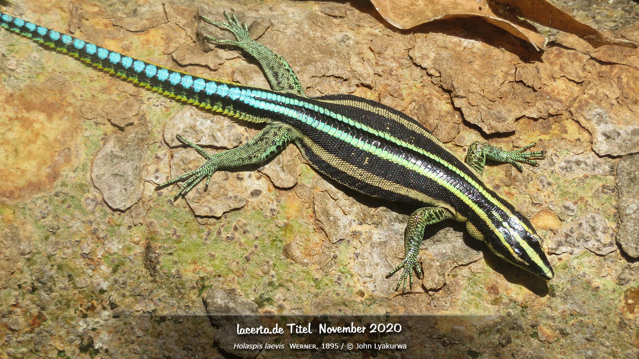 Home [www.lacerta.de]