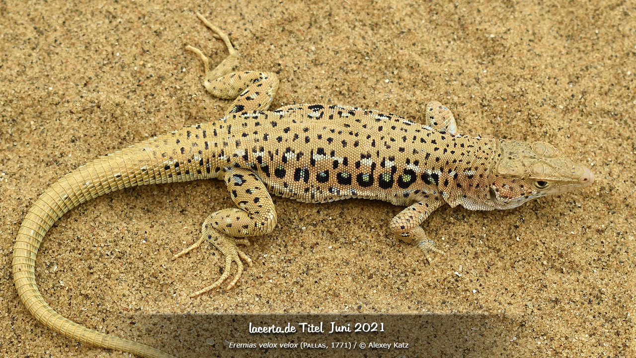 Home [www.lacerta.de]