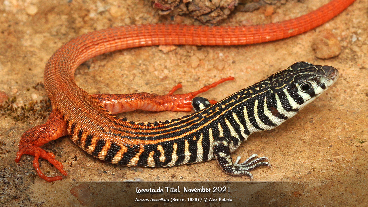 Home [www.lacerta.de]