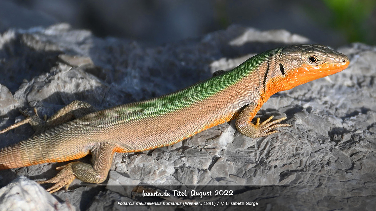 Home [www.lacerta.de]