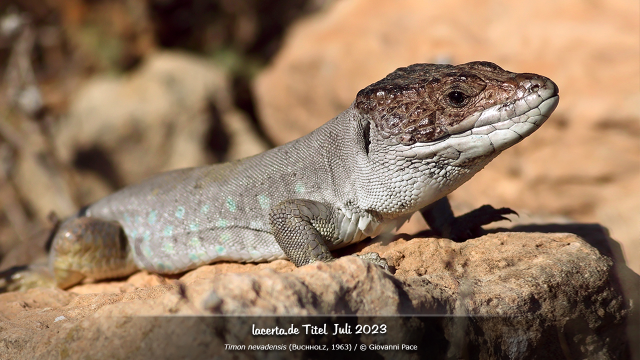 Home [www.lacerta.de]