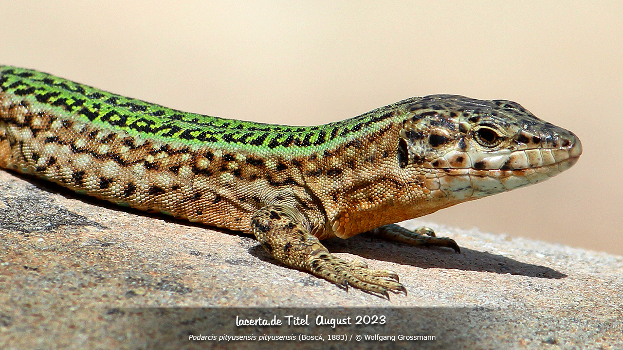 Home [www.lacerta.de]