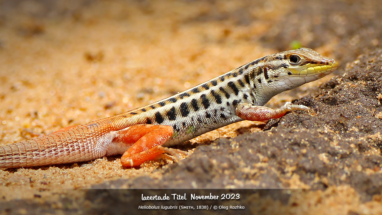 Home [www.lacerta.de]