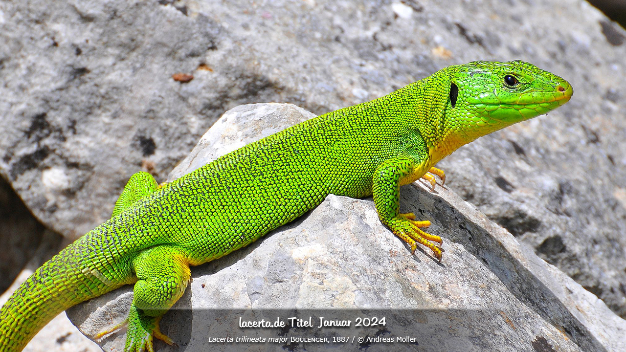 Home [www.lacerta.de]