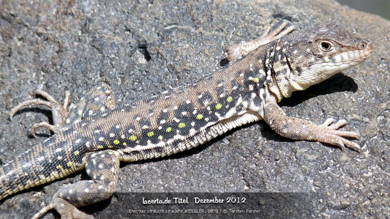 Home [www.lacerta.de]