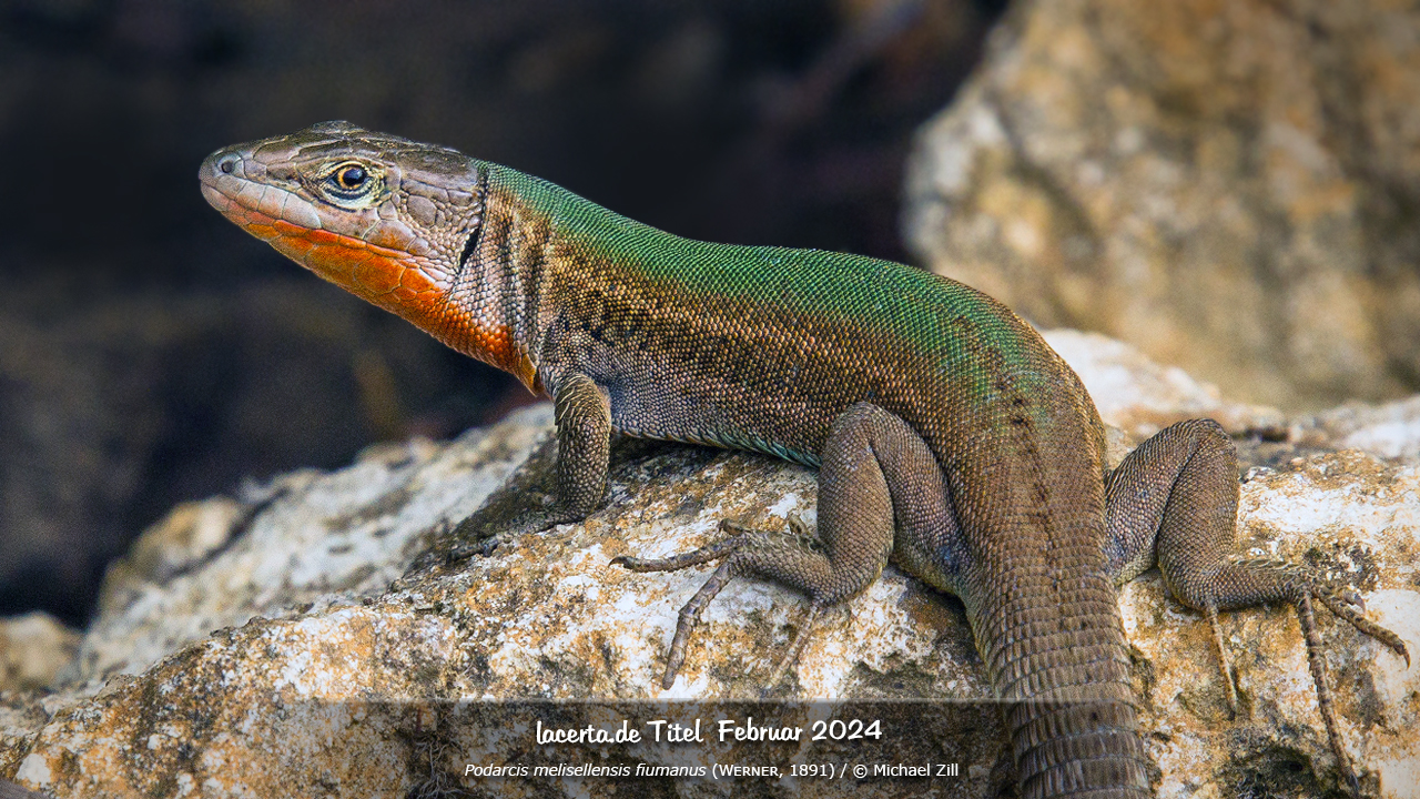 Home [www.lacerta.de]