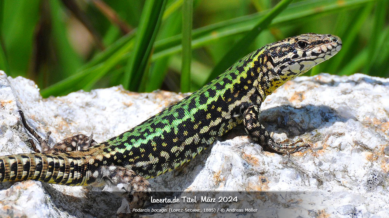 Home [www.lacerta.de]