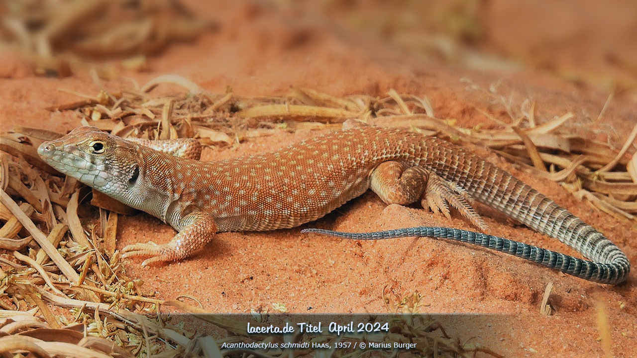 Home [www.lacerta.de]