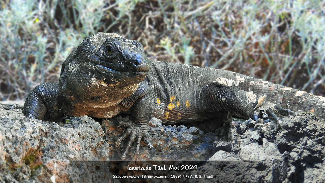 Home [www.lacerta.de]