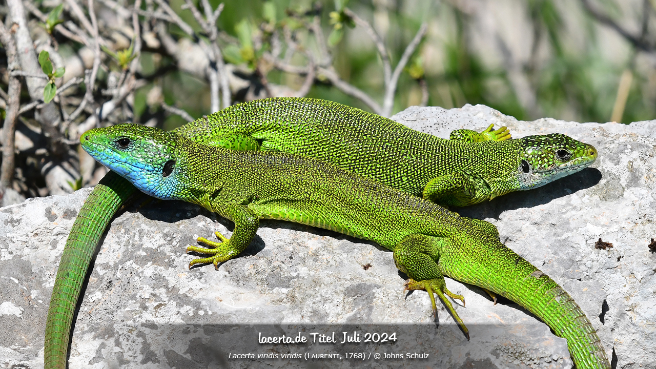 Home [www.lacerta.de]