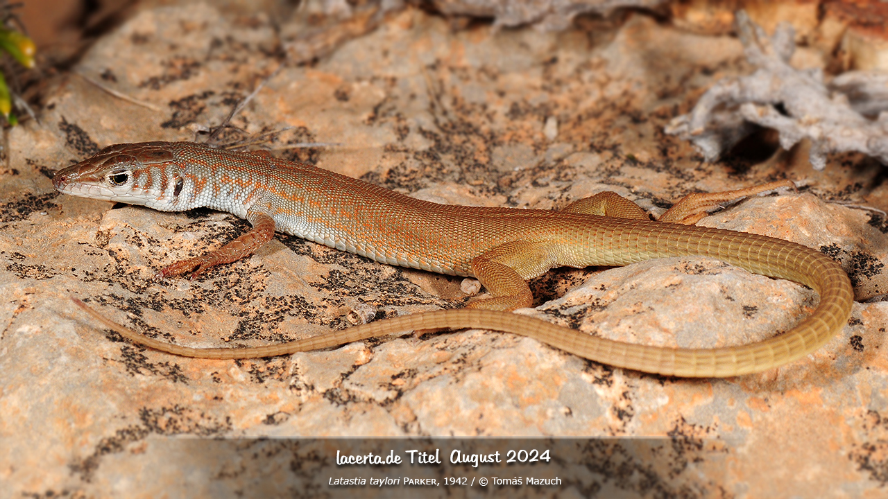 Home [www.lacerta.de]