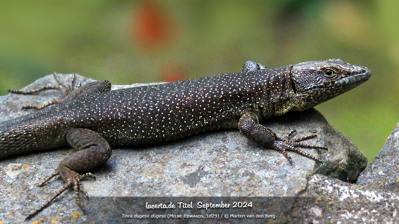 Home [www.lacerta.de]