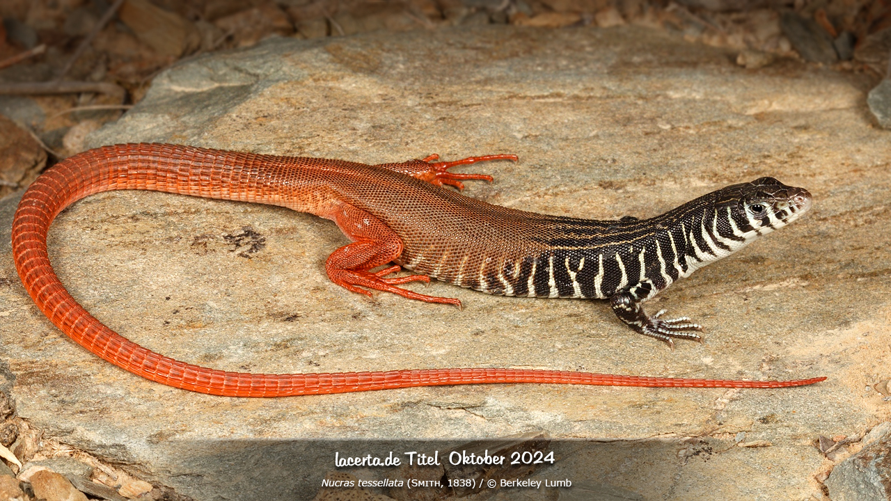 Home [www.lacerta.de]