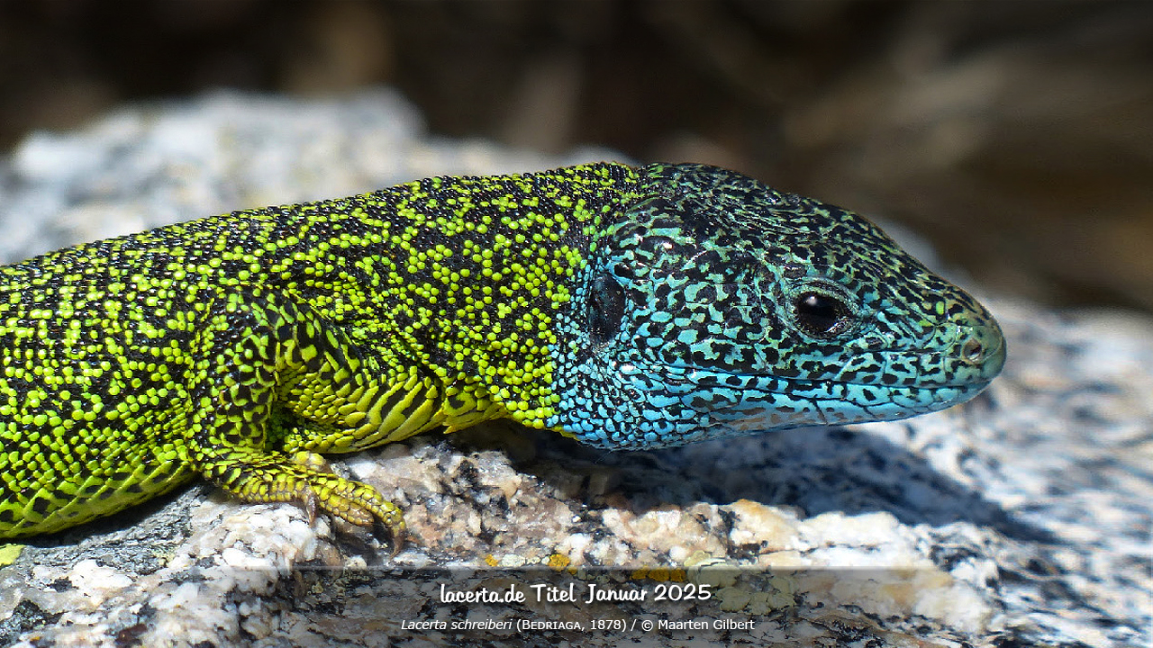 Home [www.lacerta.de]