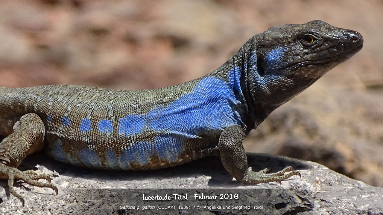 Home [www.lacerta.de]