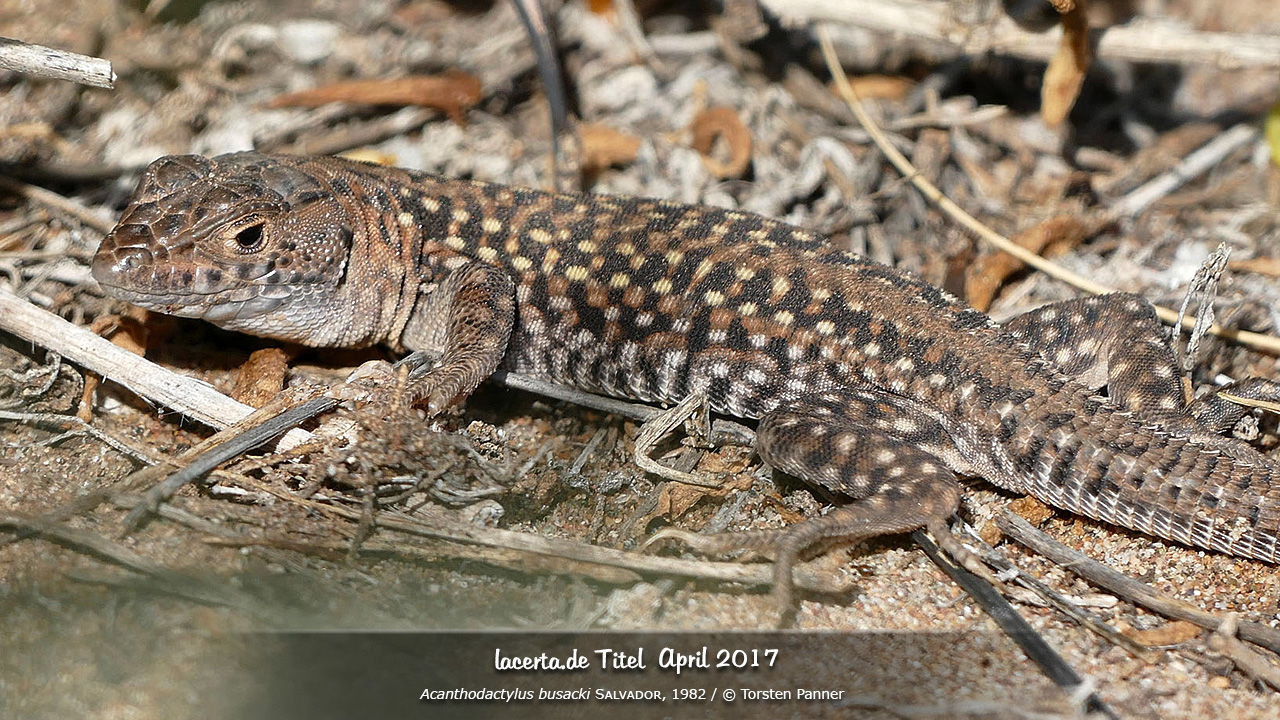 Home [www.lacerta.de]