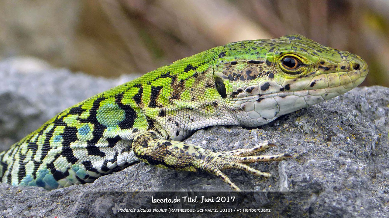 Home [www.lacerta.de]