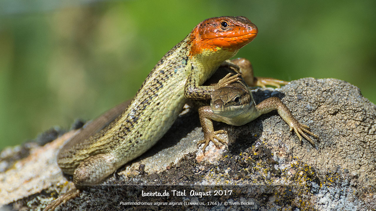 Home [www.lacerta.de]