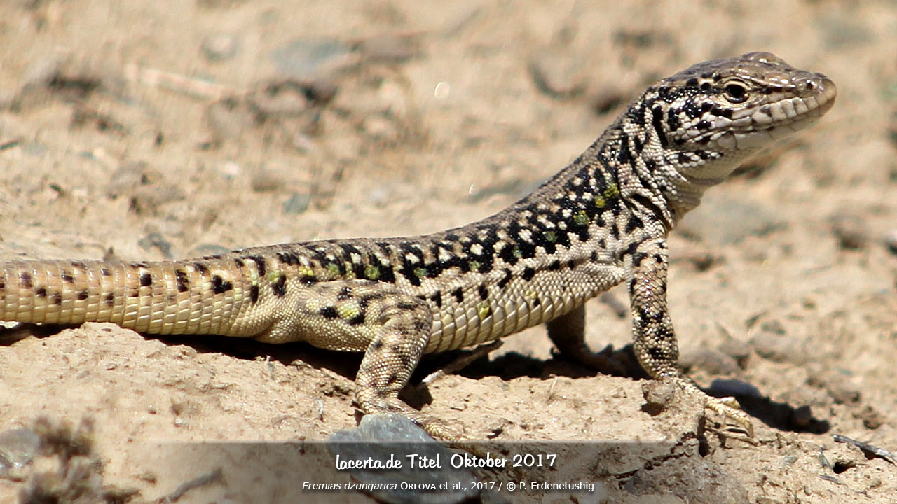 Home [www.lacerta.de]