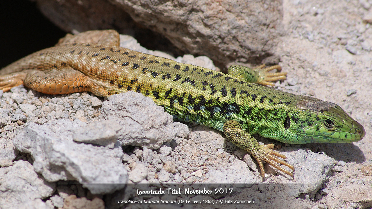 Home [www.lacerta.de]