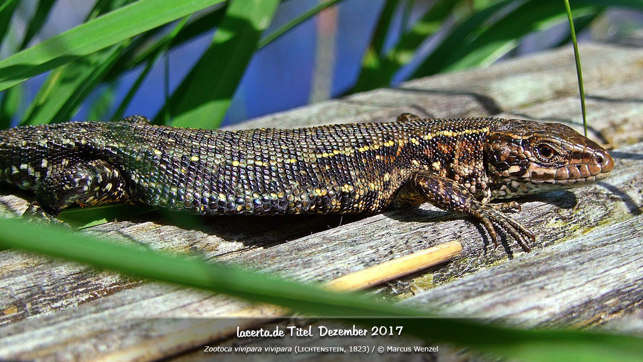 Home [www.lacerta.de]