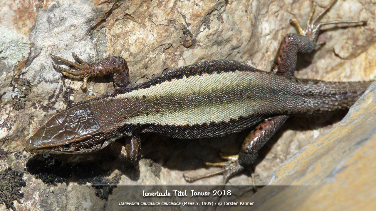 Home [www.lacerta.de]