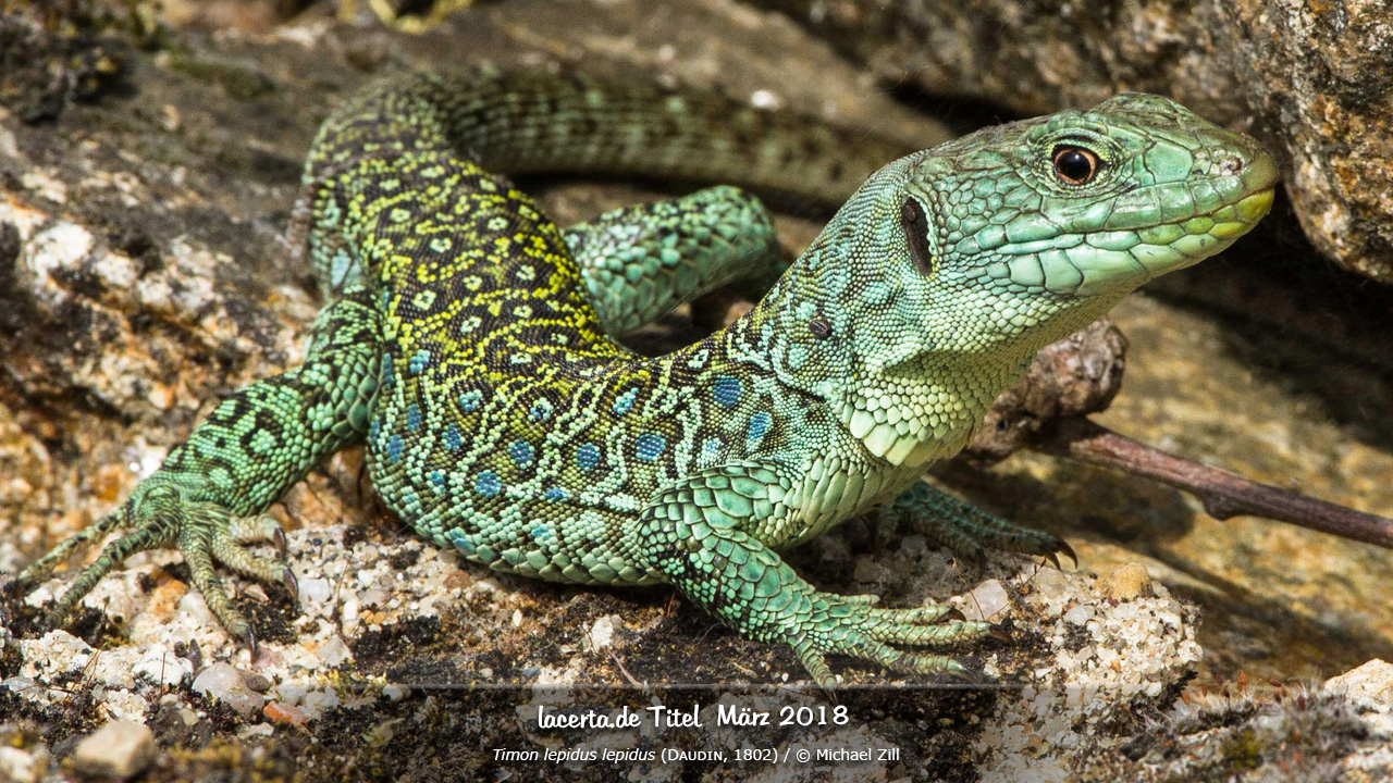 Home [www.lacerta.de]