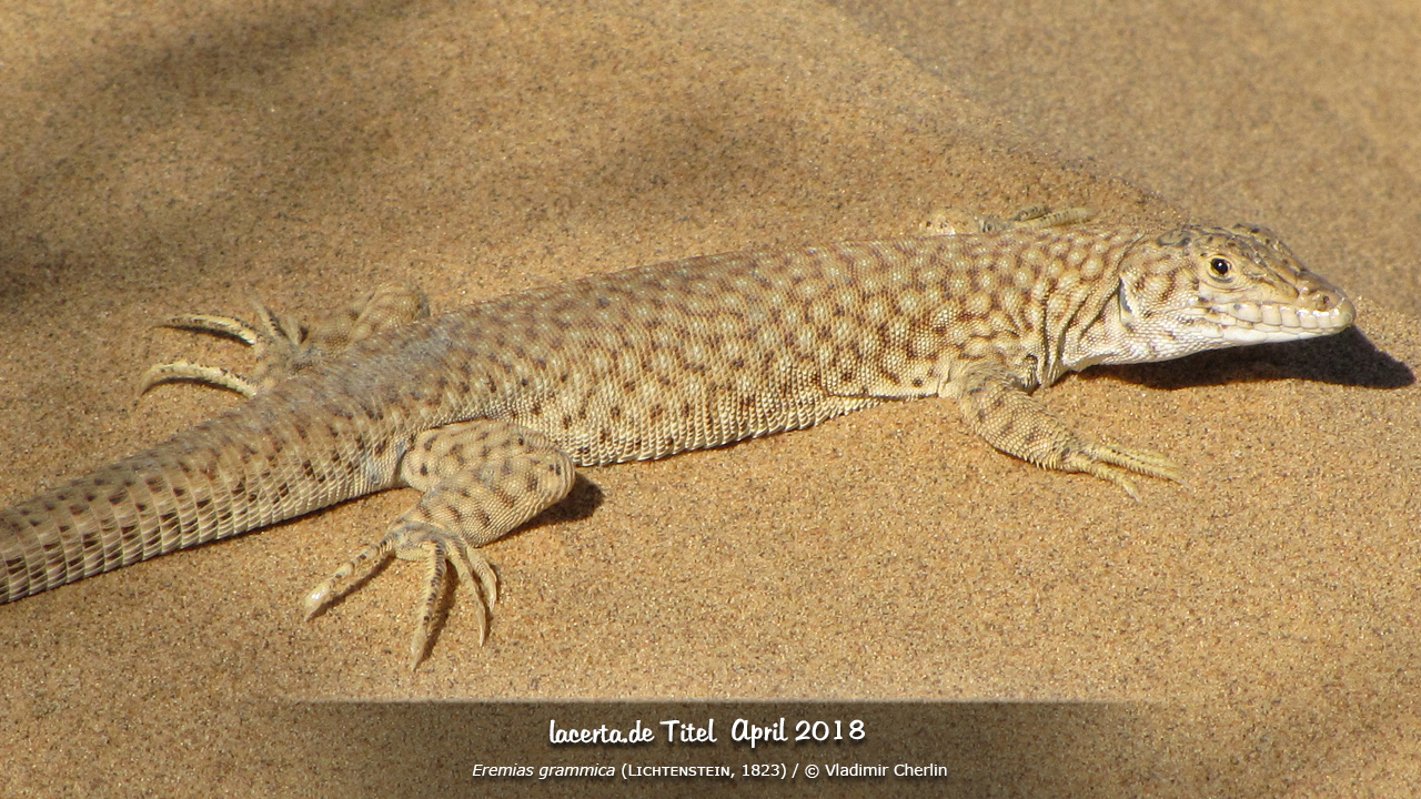 Home [www.lacerta.de]