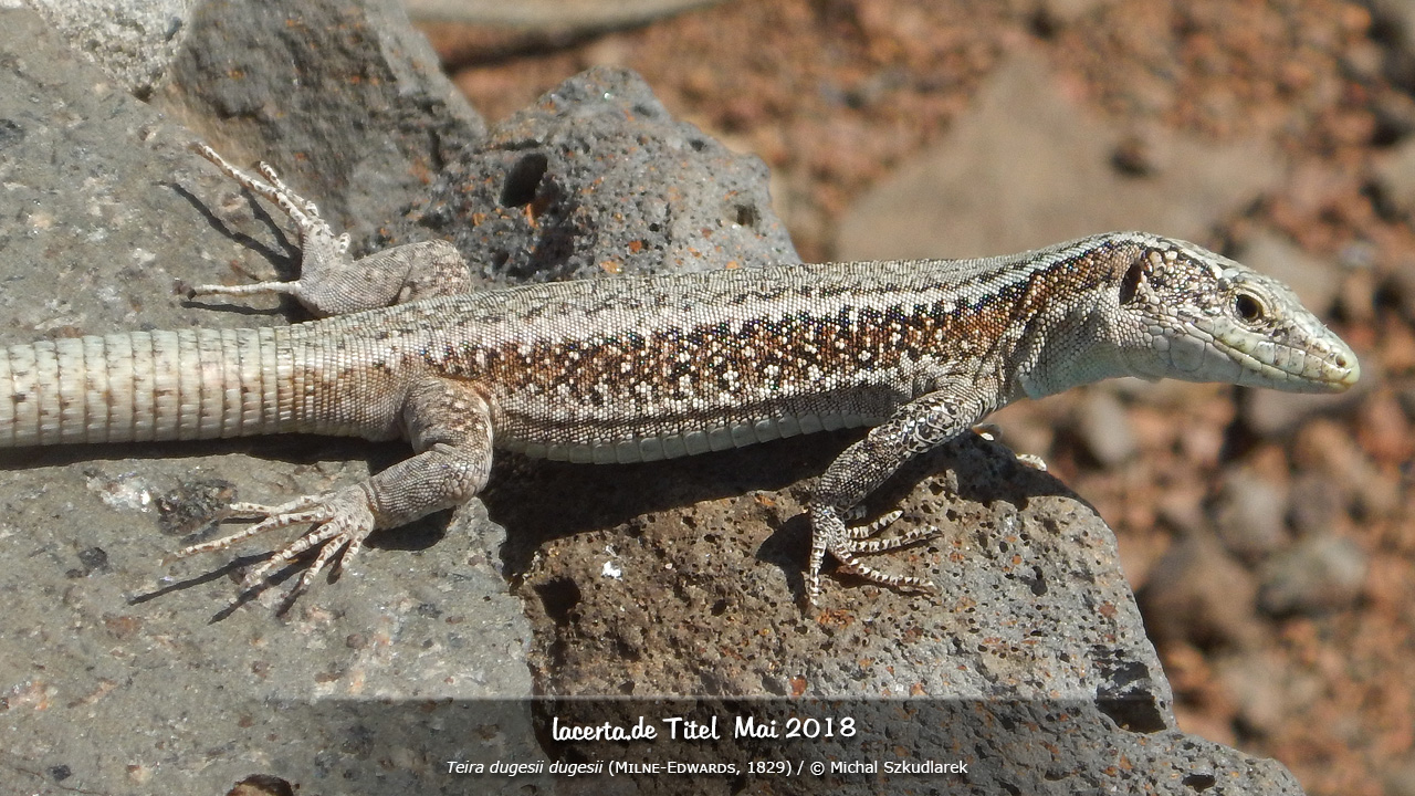 Home [www.lacerta.de]