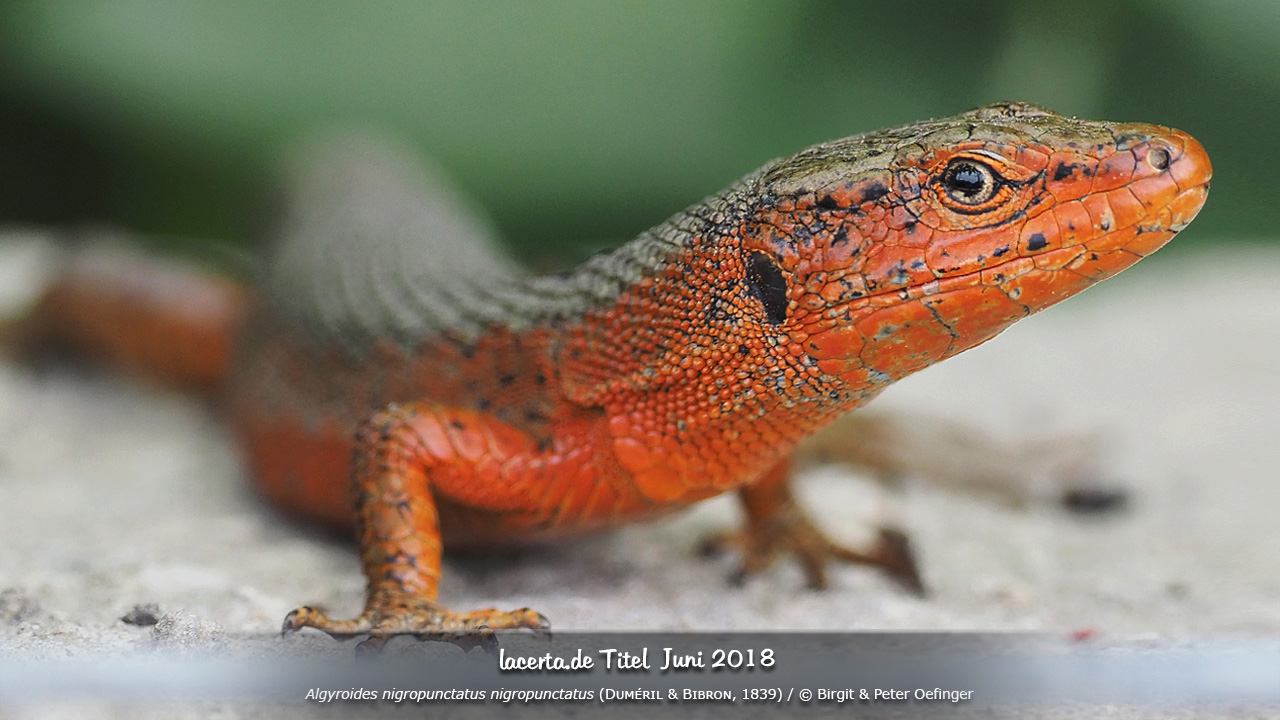 Home [www.lacerta.de]