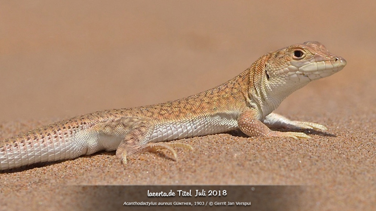 Home [www.lacerta.de]