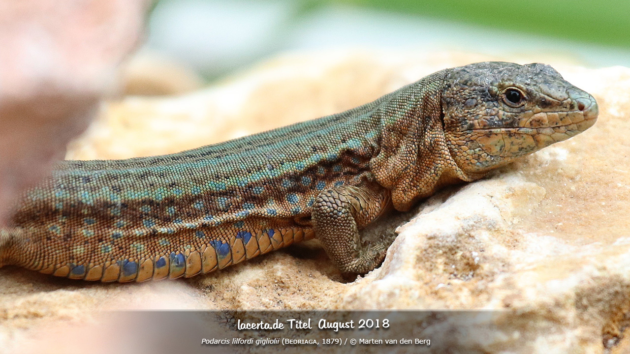 Home [www.lacerta.de]