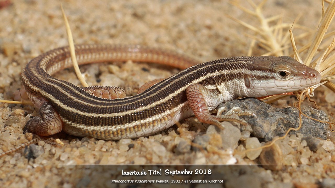 Home [www.lacerta.de]