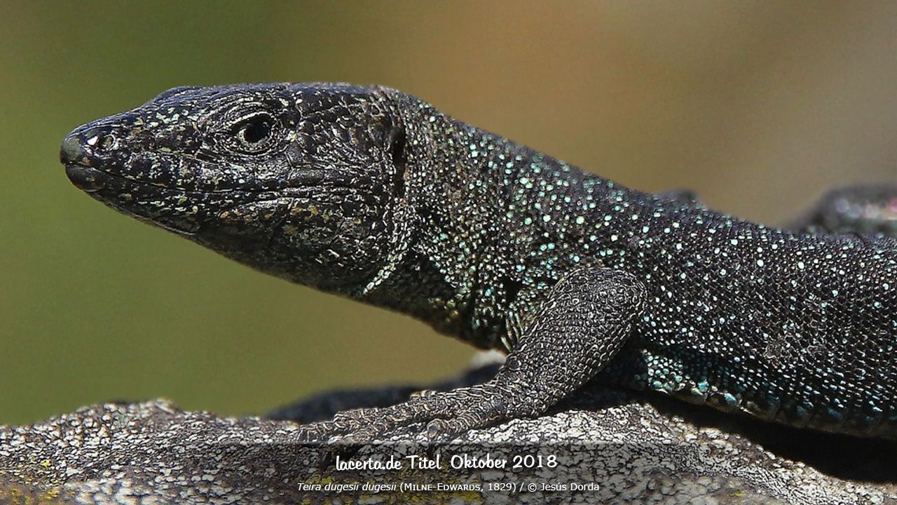 Home [www.lacerta.de]