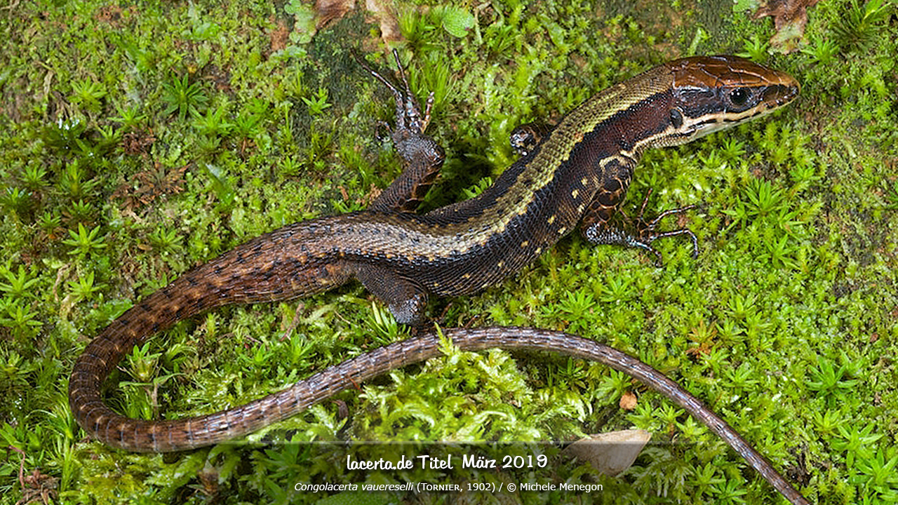 Home [www.lacerta.de]